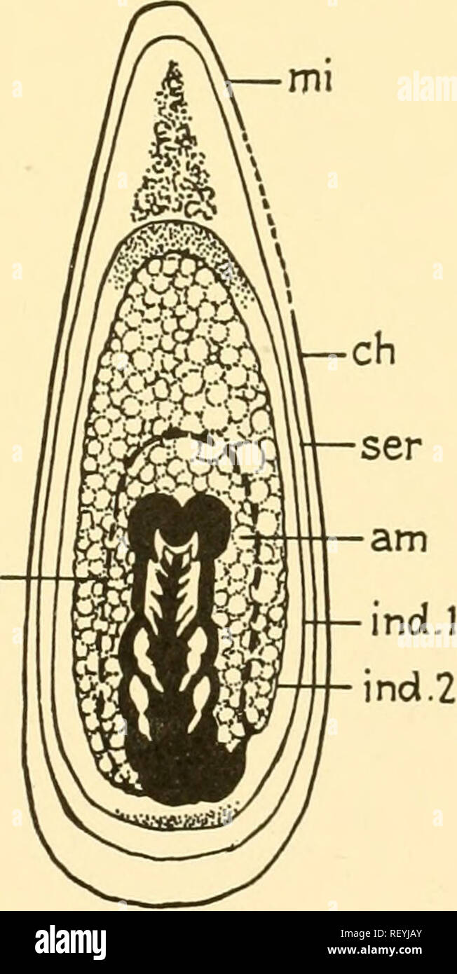 . Embryology of insects and myriapods; the developmental history of ...