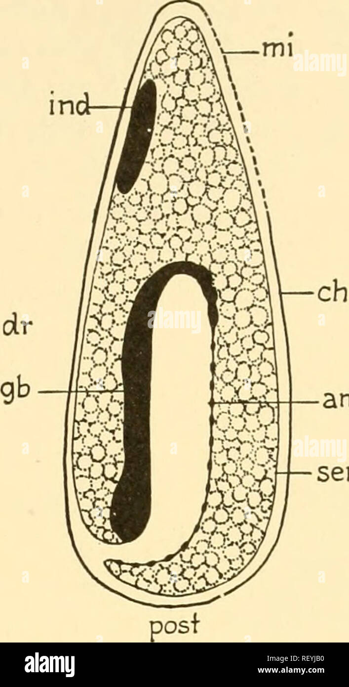 . Embryology of insects and myriapods; the developmental history of ...