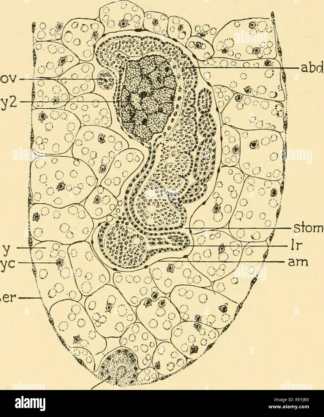 . Embryology of insects and myriapods; the developmental history of ...