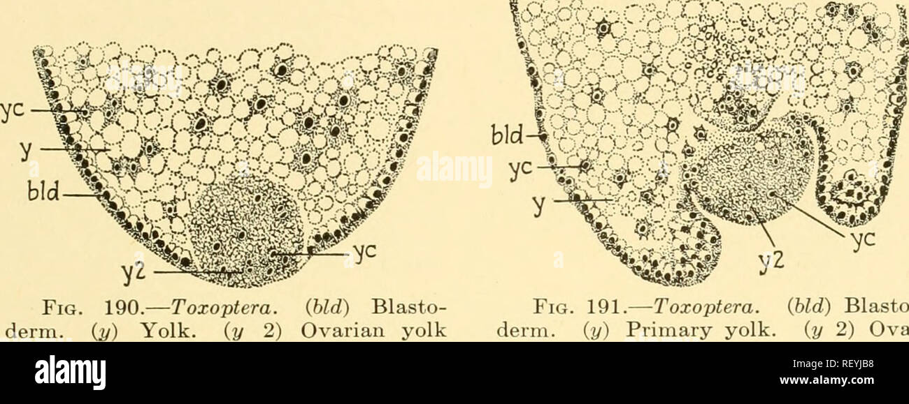 . Embryology of insects and myriapods; the developmental history of ...