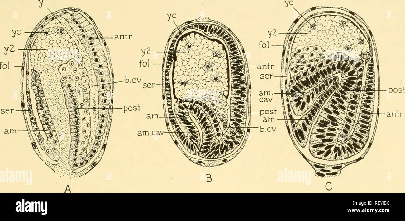 . Embryology of insects and myriapods; the developmental history of ...