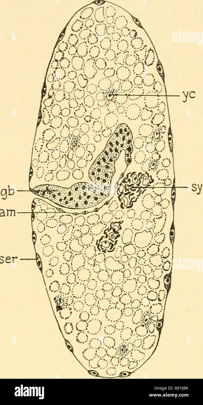 . Embryology of insects and myriapods; the developmental history of ...