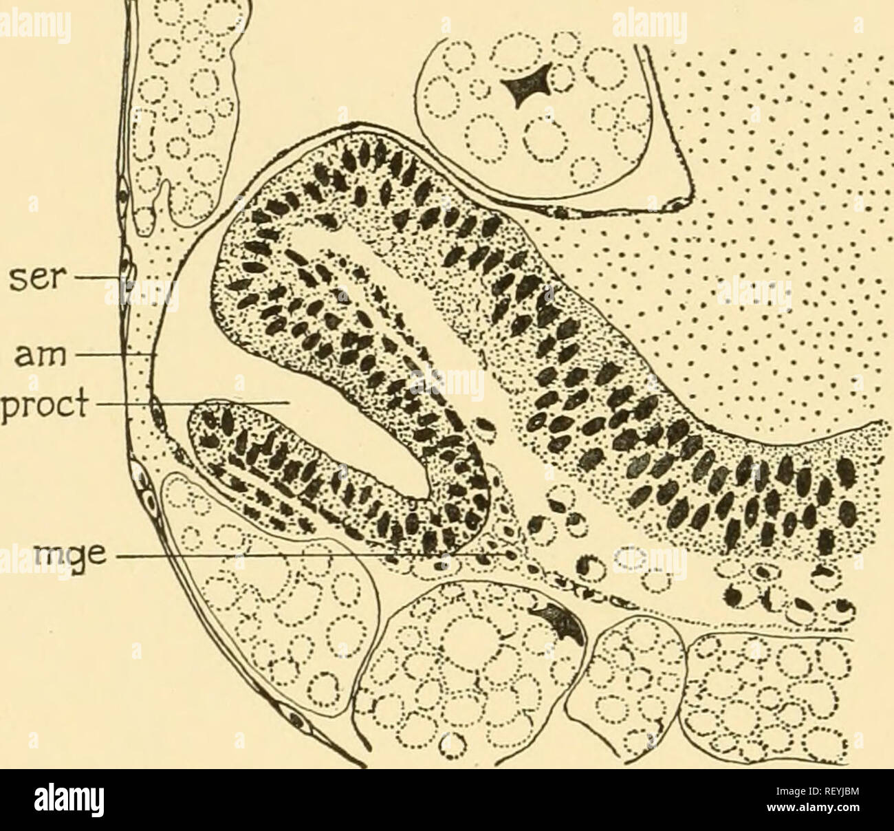 . Embryology of insects and myriapods; the developmental history of ...