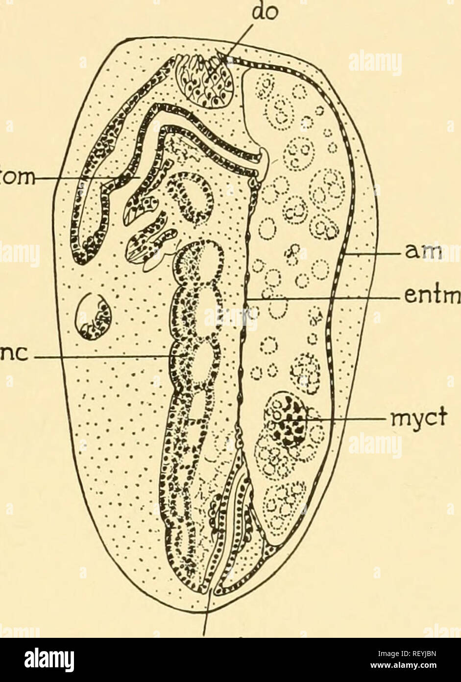 . Embryology of insects and myriapods; the developmental history of ...