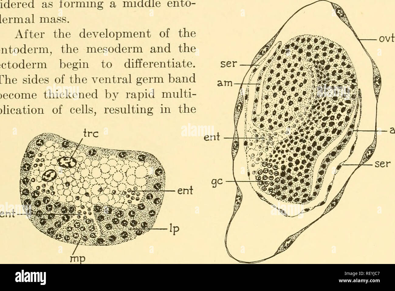. Embryology of insects and myriapods; the developmental history of ...