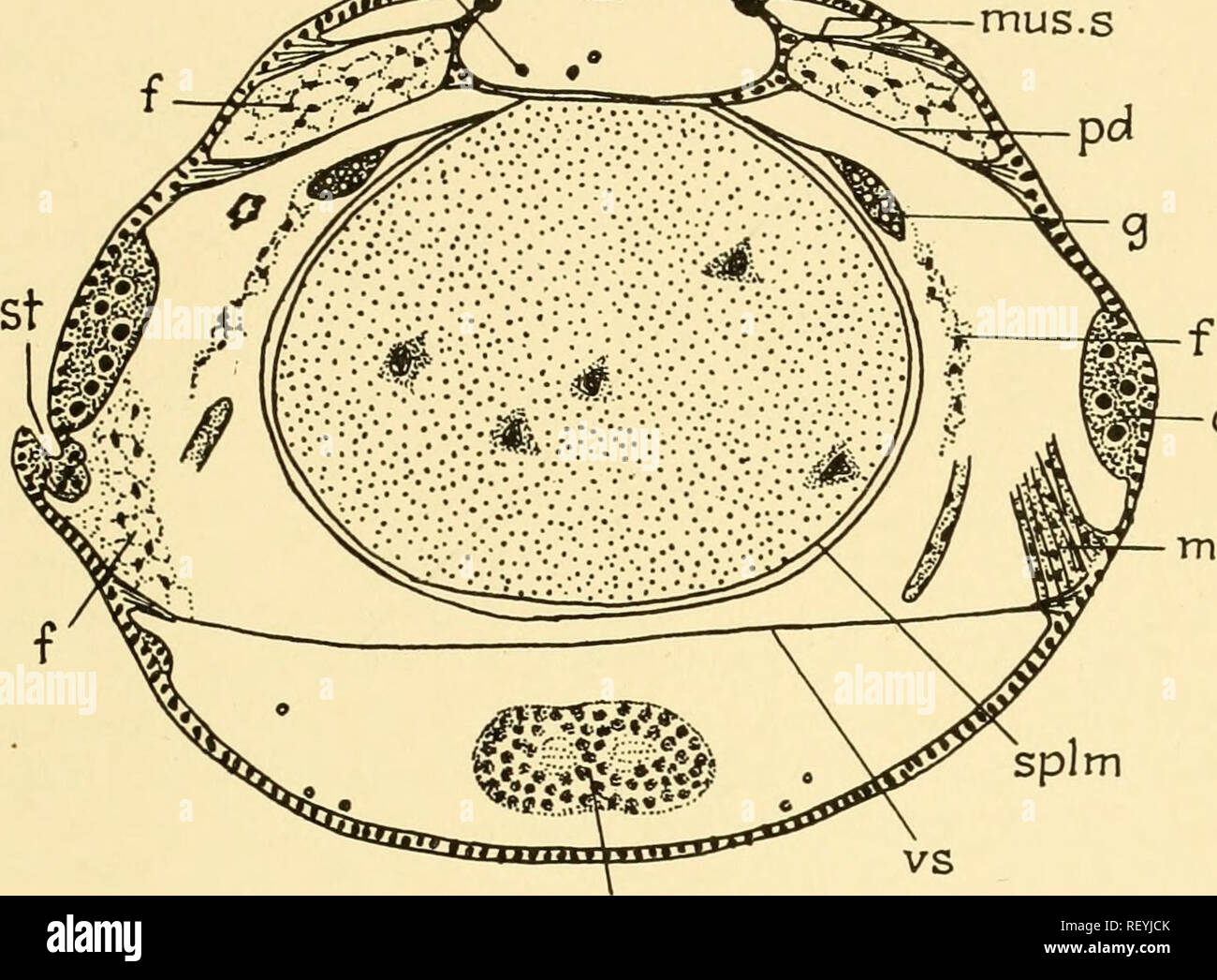 . Embryology of insects and myriapods; the developmental history of ...