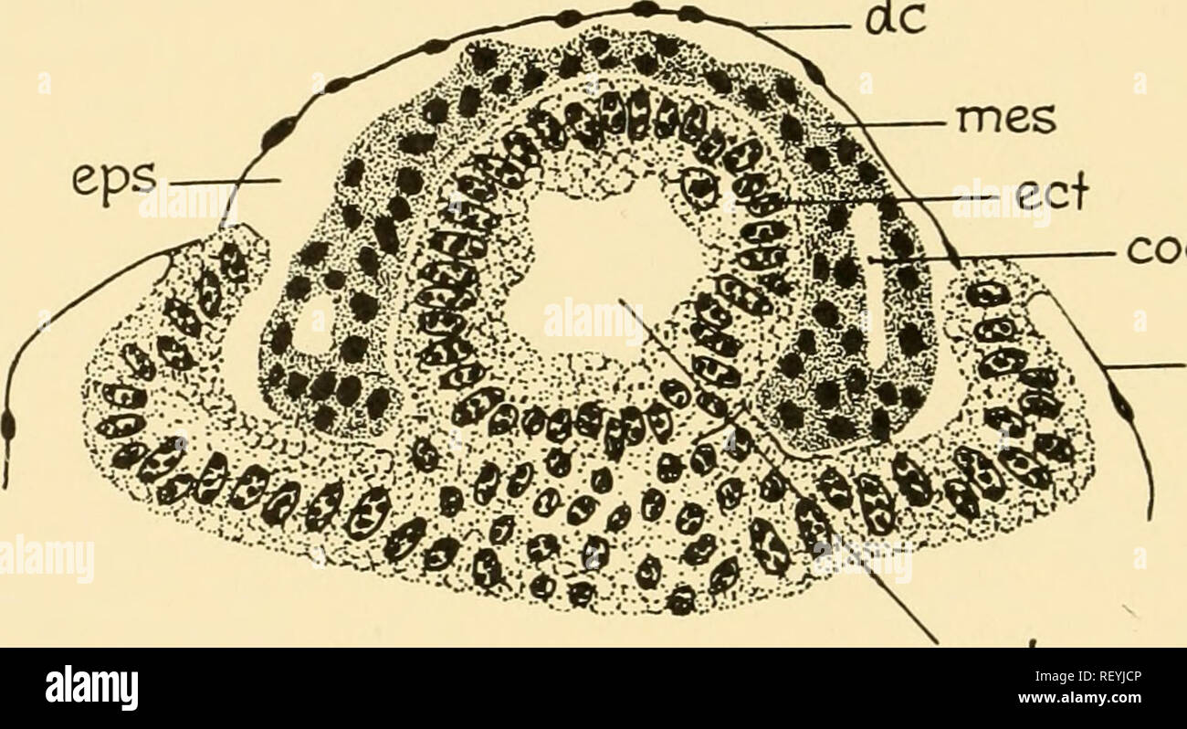 . Embryology of insects and myriapods; the developmental history of ...