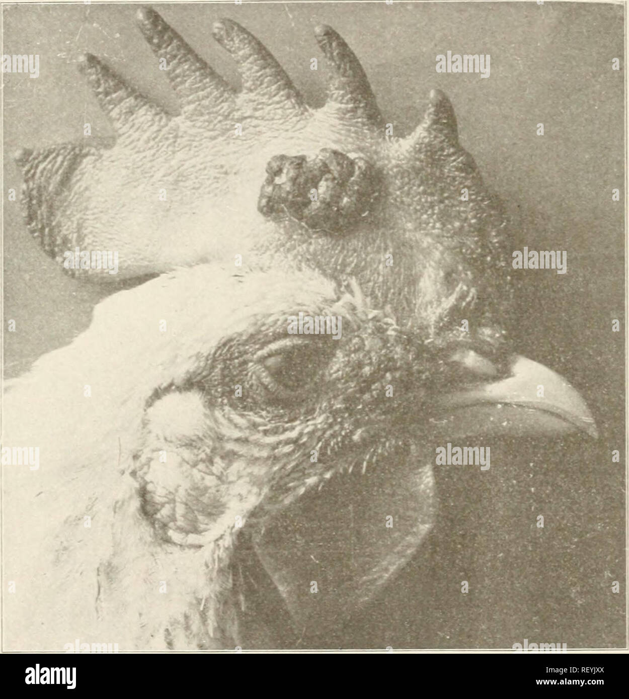 Fowl pox hi-res stock photography and images - Alamy