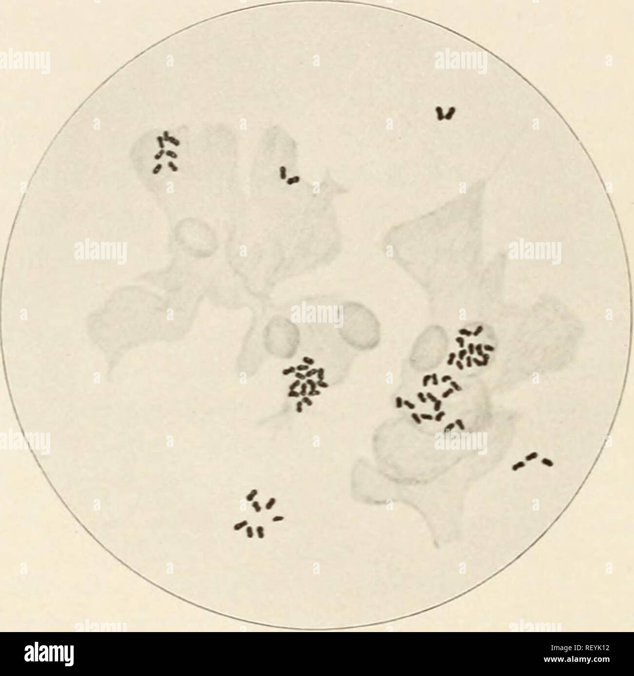 . The pathology and differential diagnosis of infectious diseases of ...