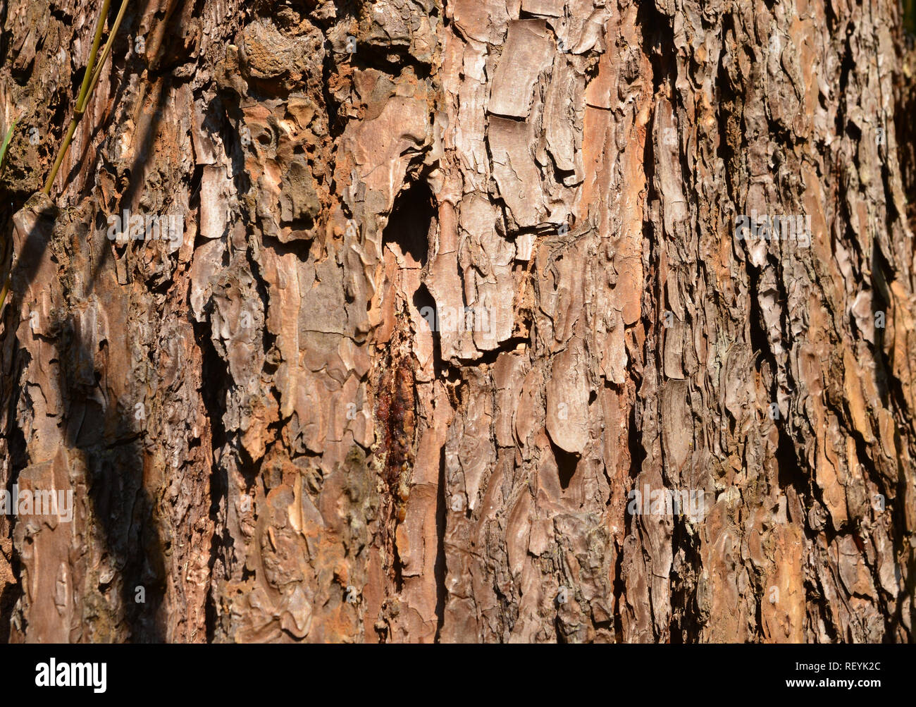tree wood texture background Stock Photo - Alamy