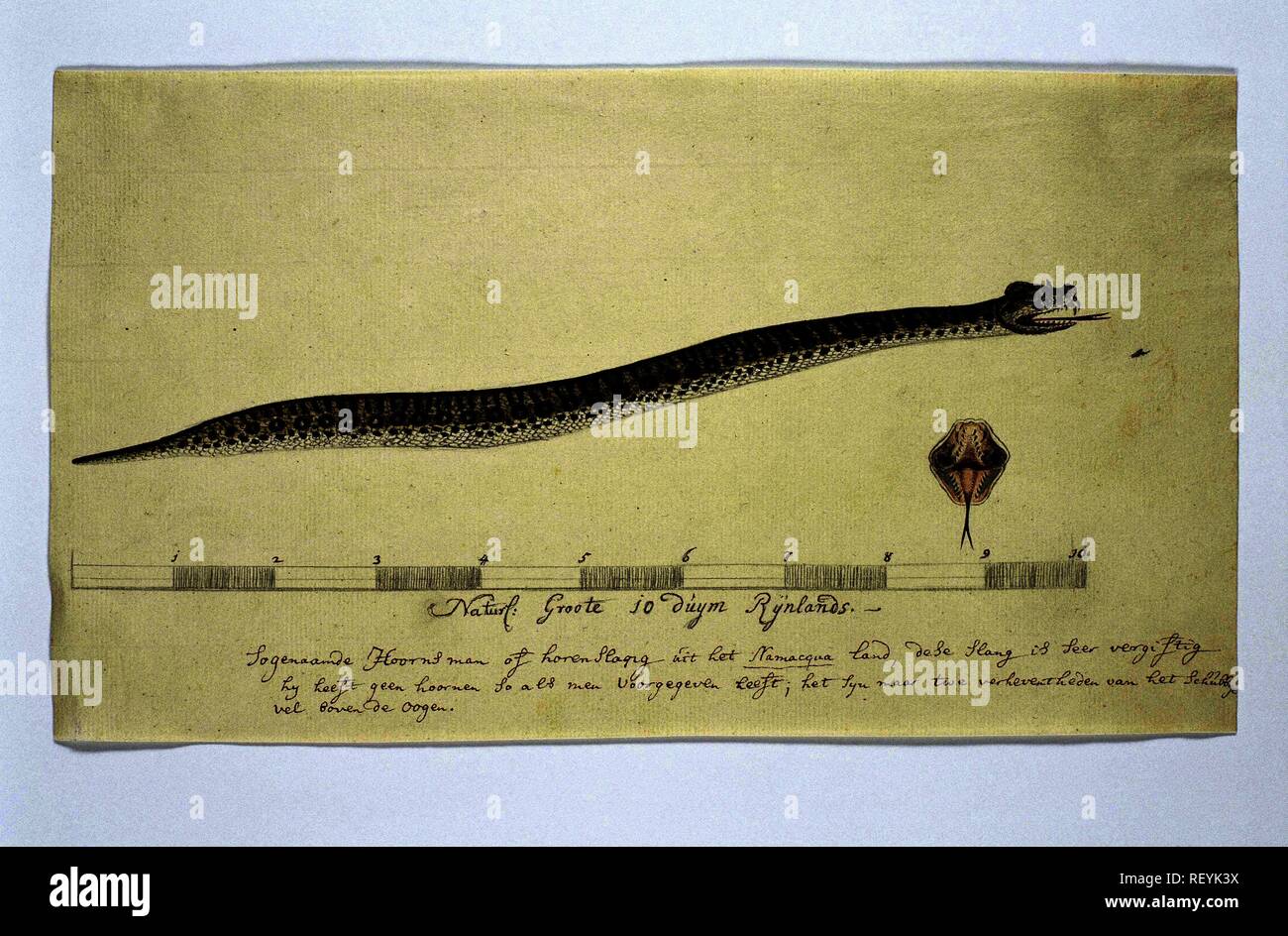 Horned adder bitis caudalis hi-res stock photography and images - Alamy