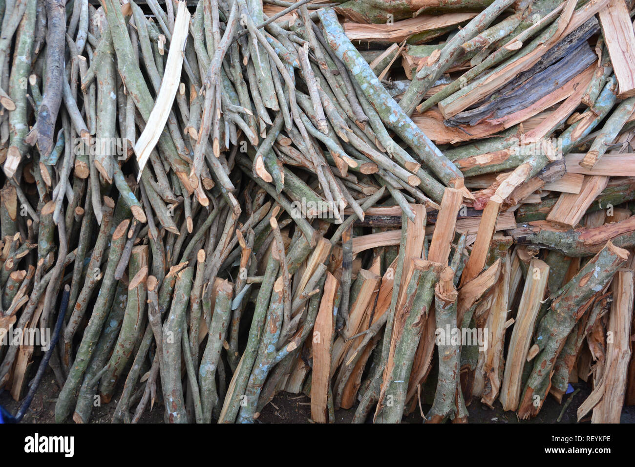 Cut open tree stump hi-res stock photography and images - Alamy