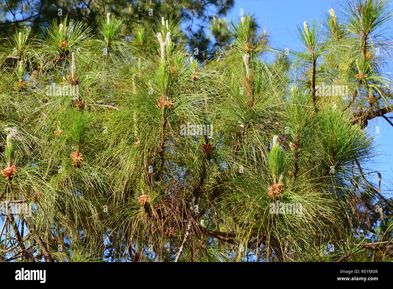 The Pinaceae (pine family) are trees in forest Stock Photo - Alamy
