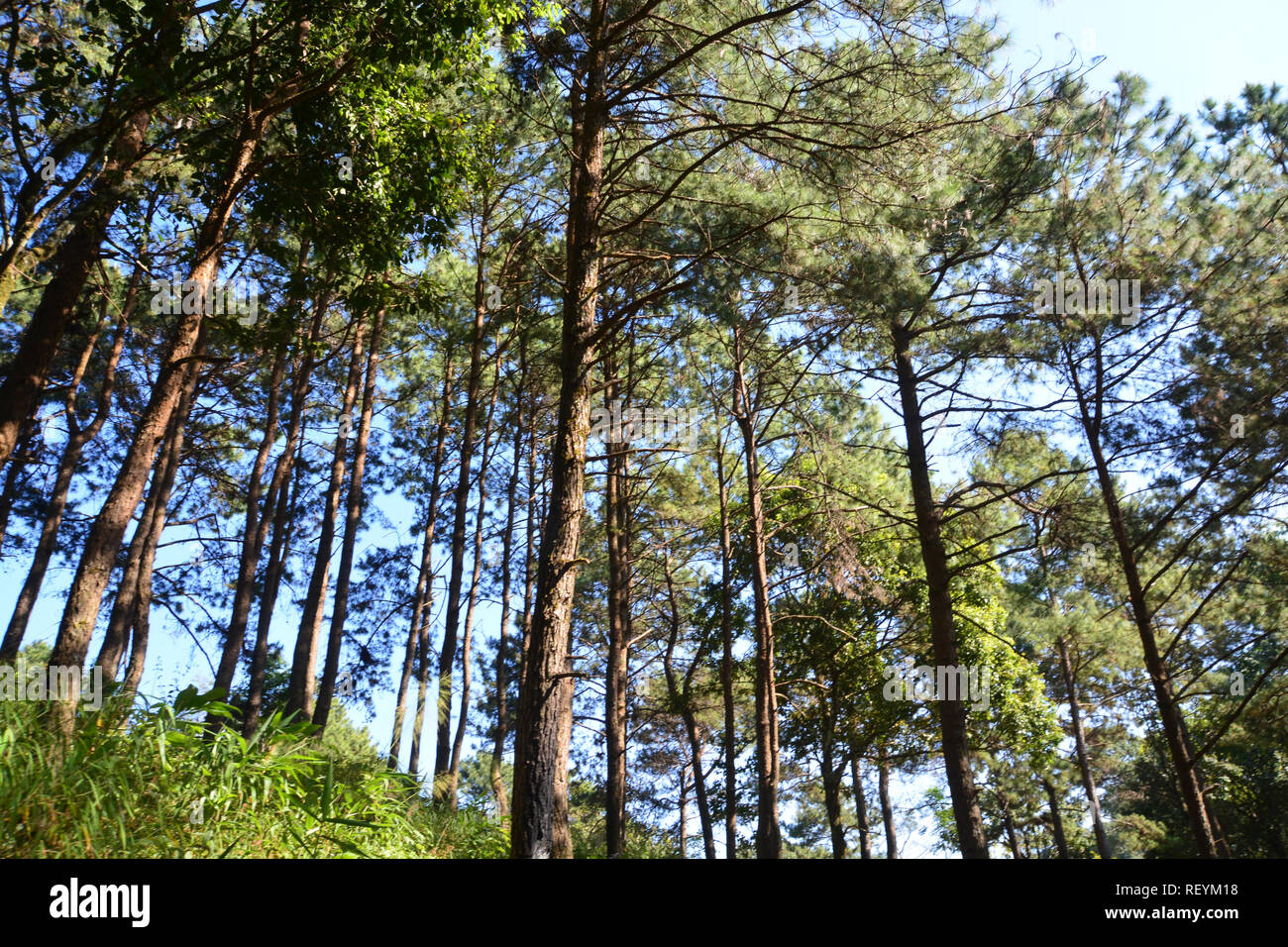The Pinaceae (pine family) are trees in forest Stock Photo - Alamy