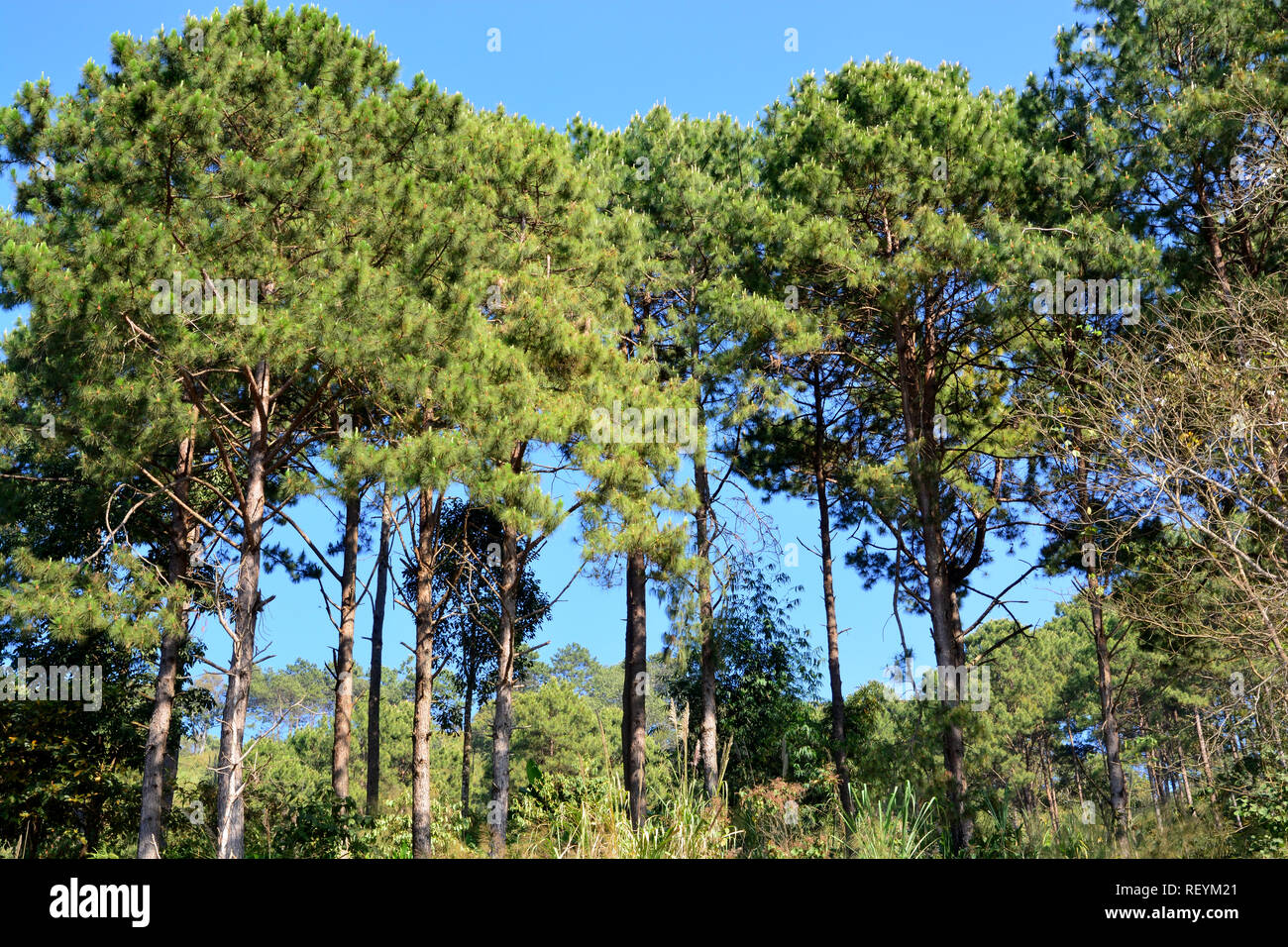 Botany trees pinaceae leaves hi-res stock photography and images - Alamy