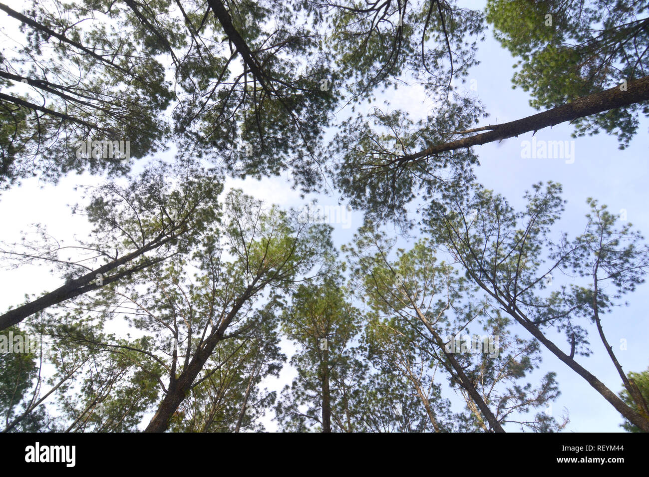 Planting big trees hi-res stock photography and images - Alamy