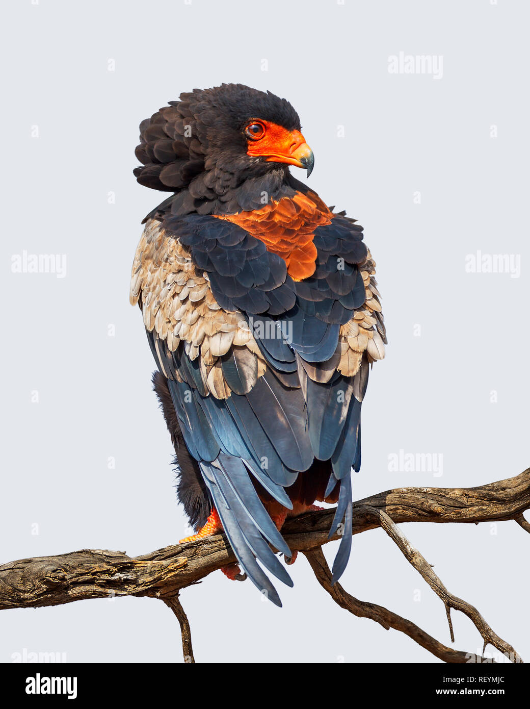The bateleur Terathopius ecaudatus is a large multicolour raptor with a ...