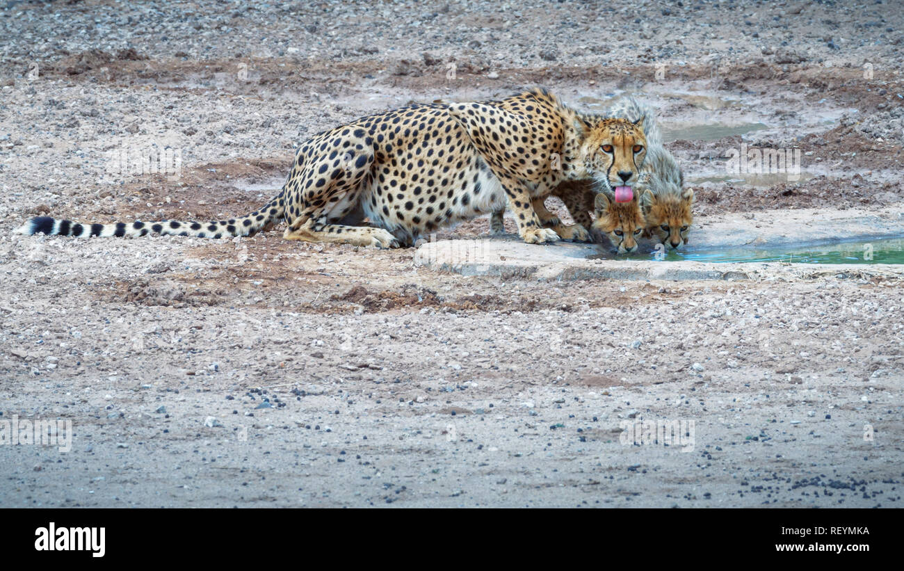 Cheetah drinking water hi-res stock photography and images - Alamy