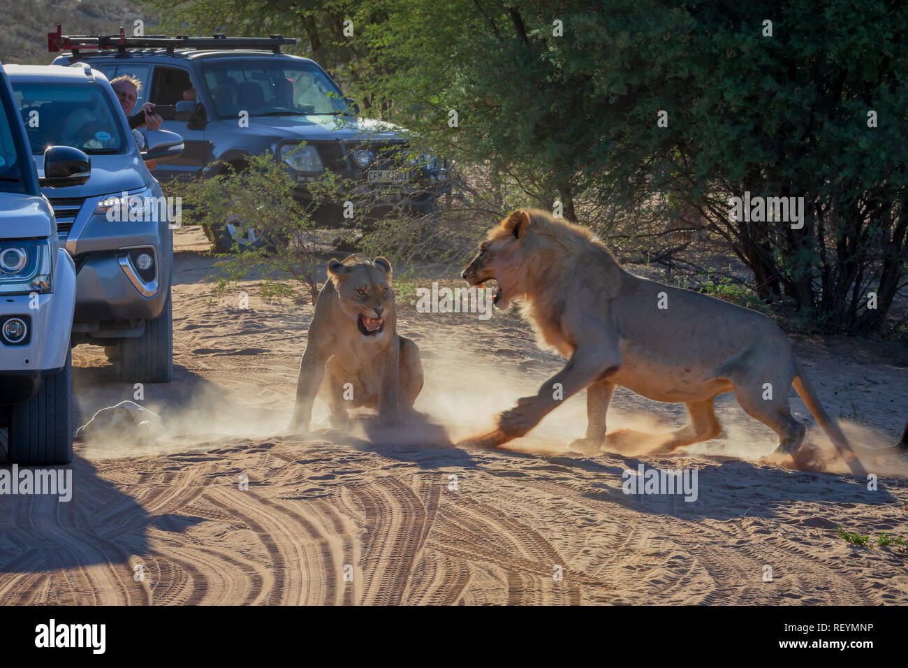 African big five animals hi-res stock photography and images - Alamy