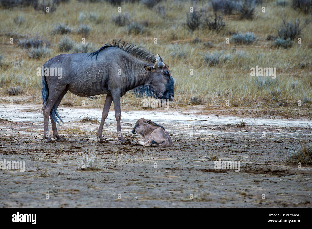 Dry climate animals hi-res stock photography and images - Alamy