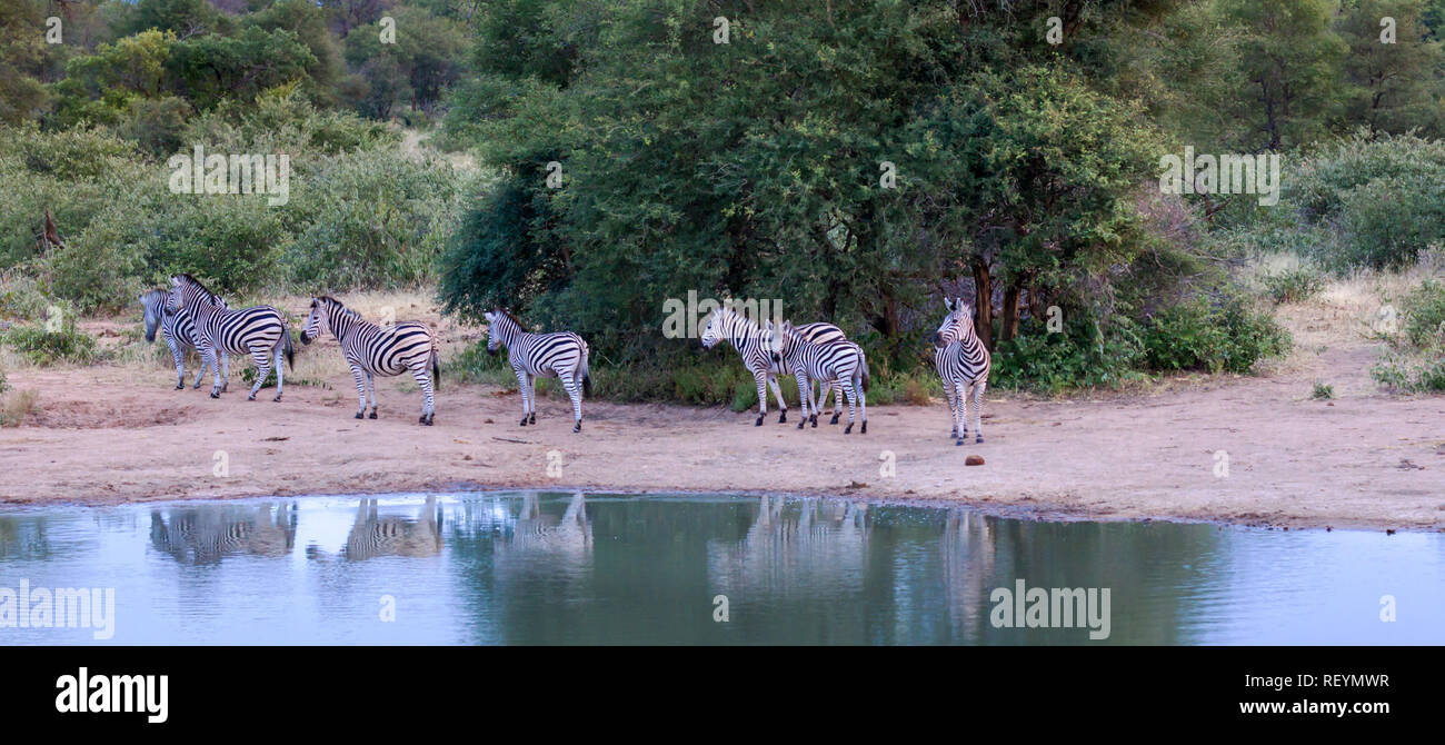 The Burchells zebra Equus burchellii is also known as the plains zebra ...