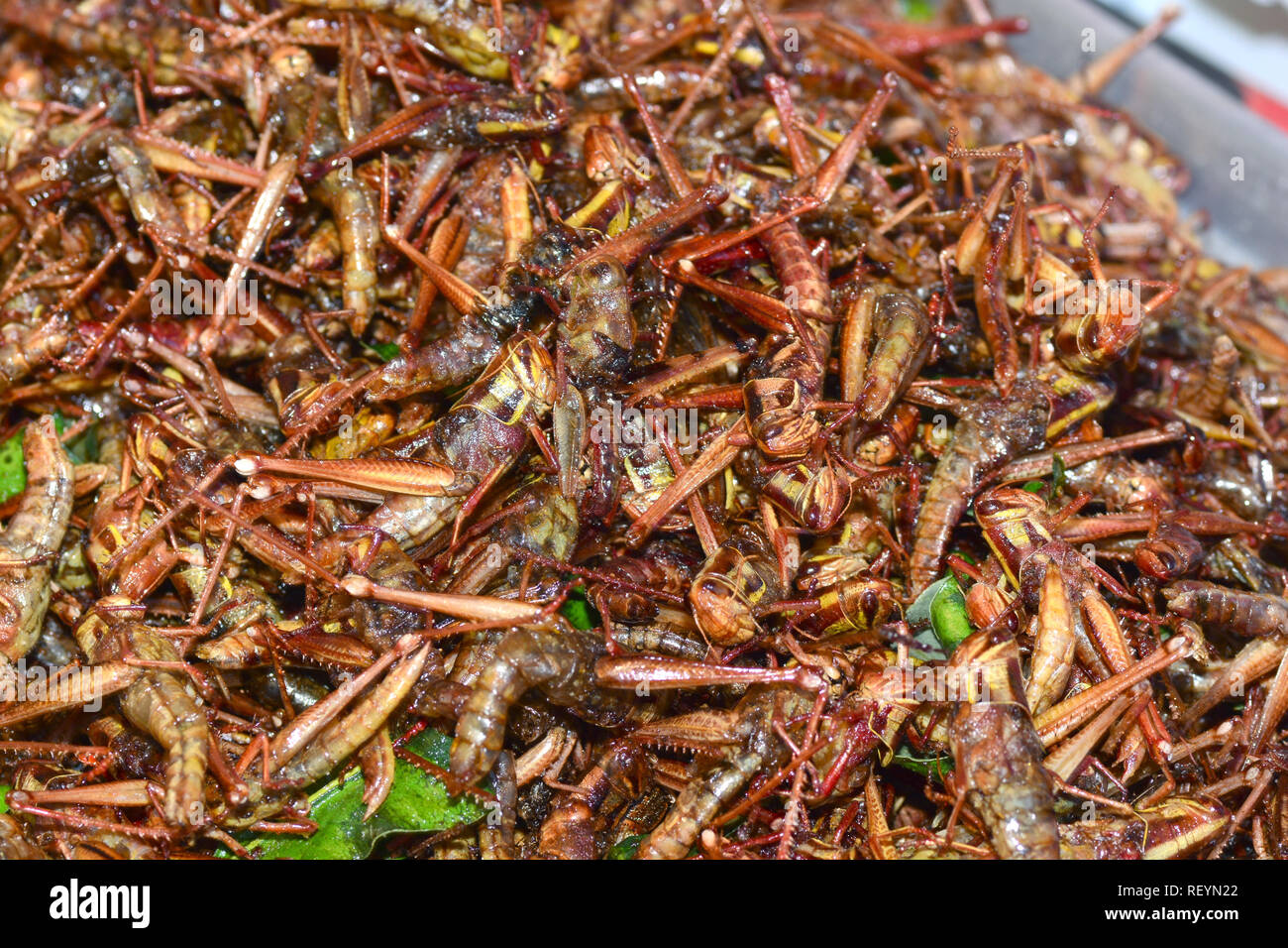 Fried insects in Bangkok ** note select focus with shallow depth of ...