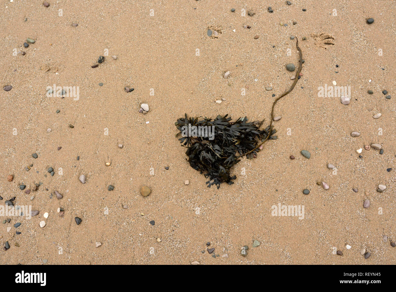 Seaweed and pebbles on cleveleys beach on the fylde coast in lancashire ...