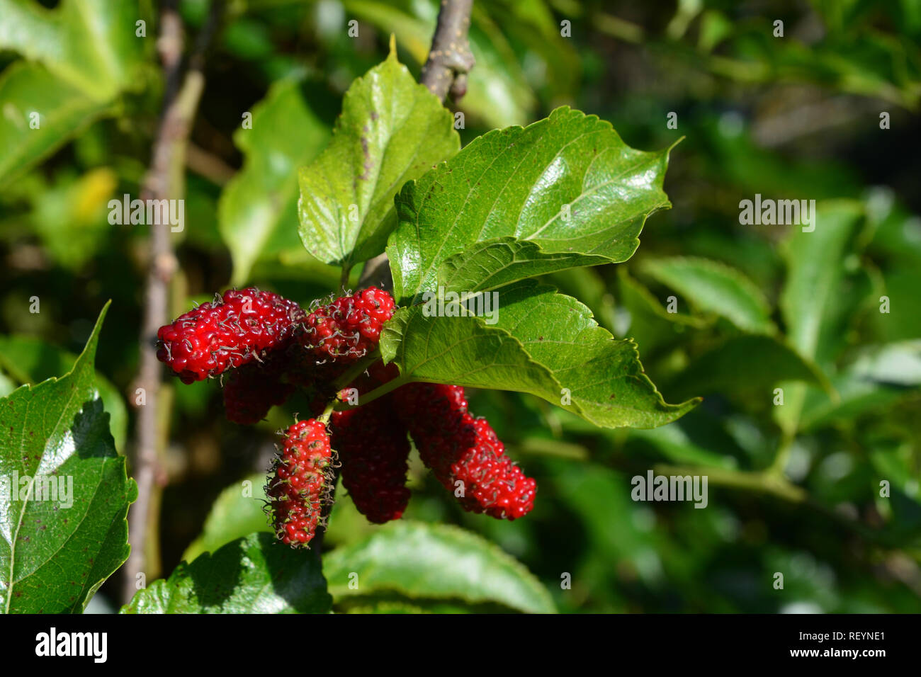Mulberry tree in garden Stock Photo - Alamy