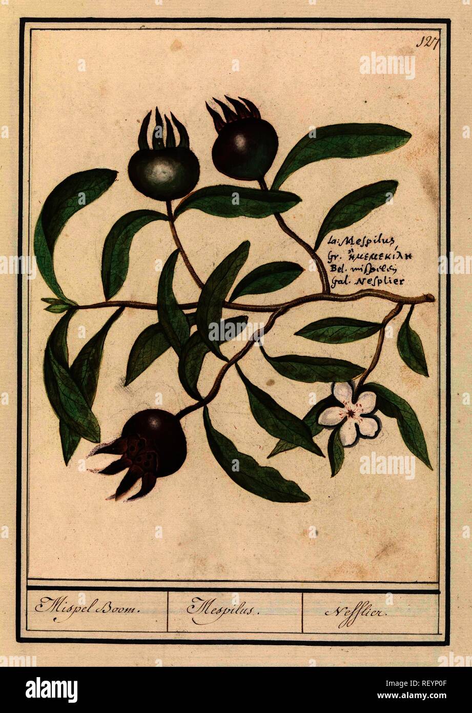 Nefflier hi-res stock photography and images - Alamy