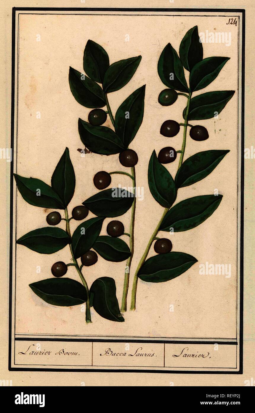 Laurier boom hi-res stock photography and images - Alamy