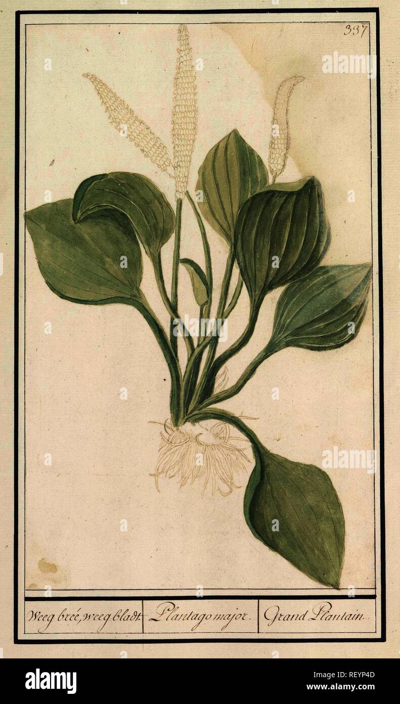 Grote weegbree hi-res stock photography and images - Alamy