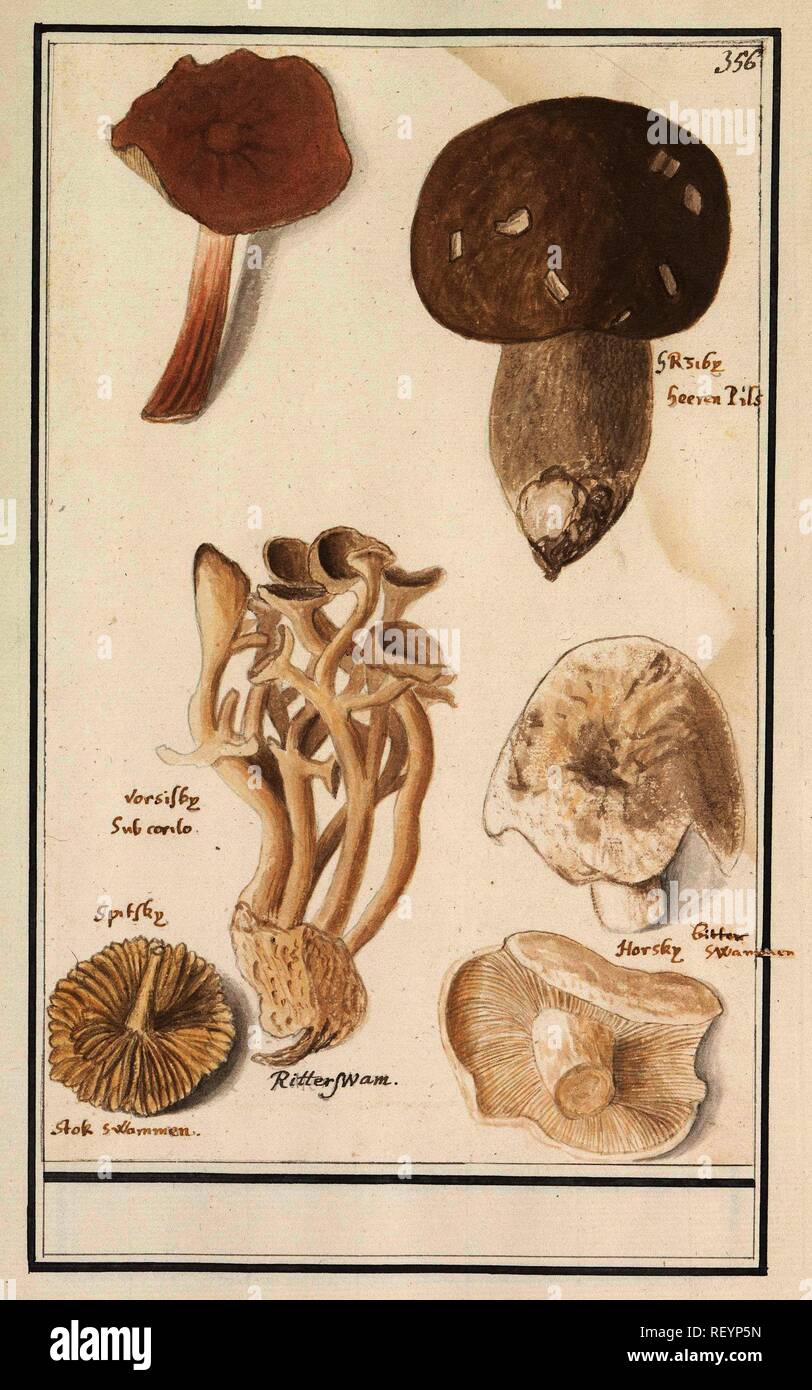 Amsterdam mushrooms hi-res stock photography and images - Alamy