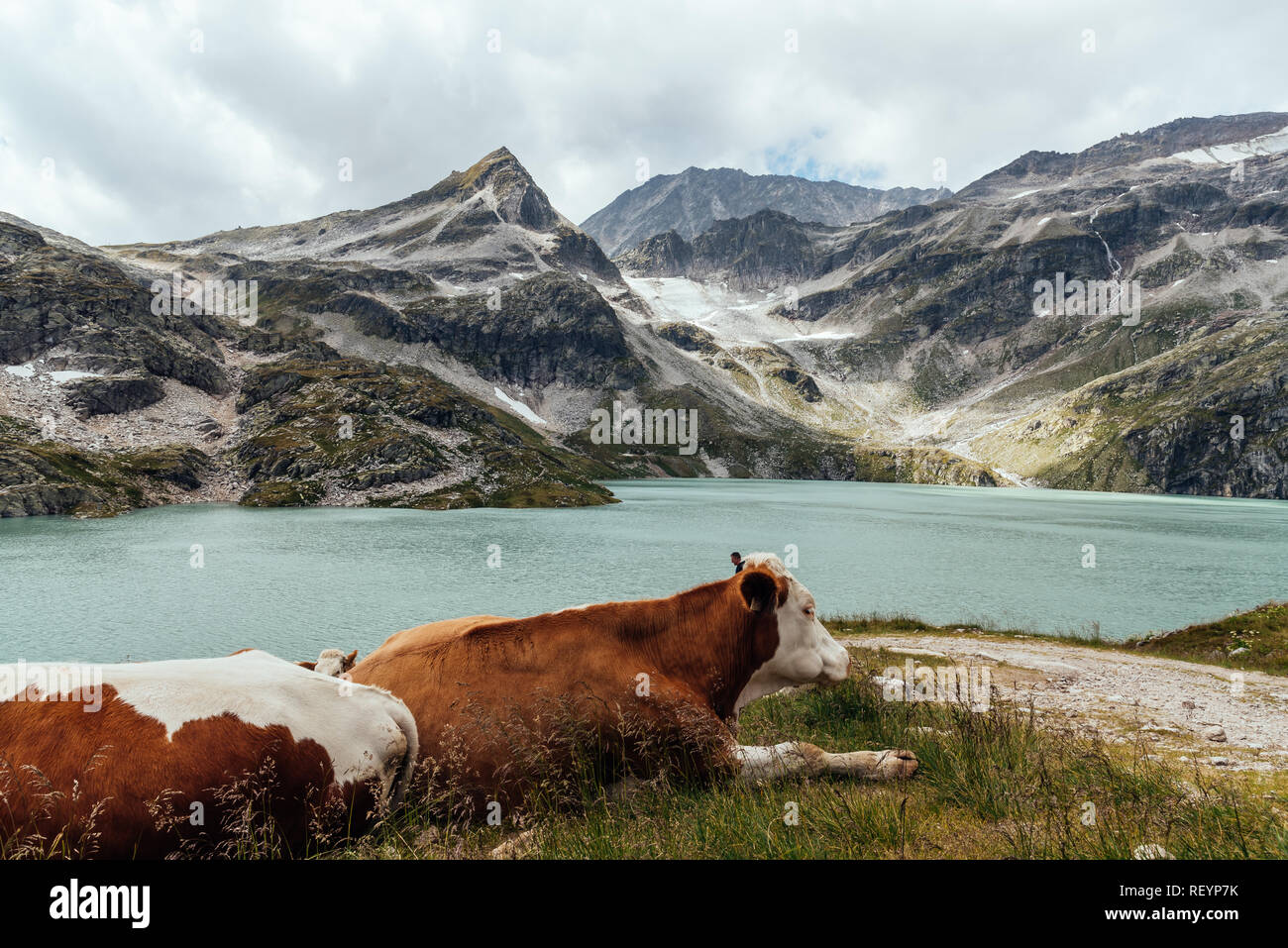 Dairy cows in the austrian alps hi-res stock photography and images - Alamy