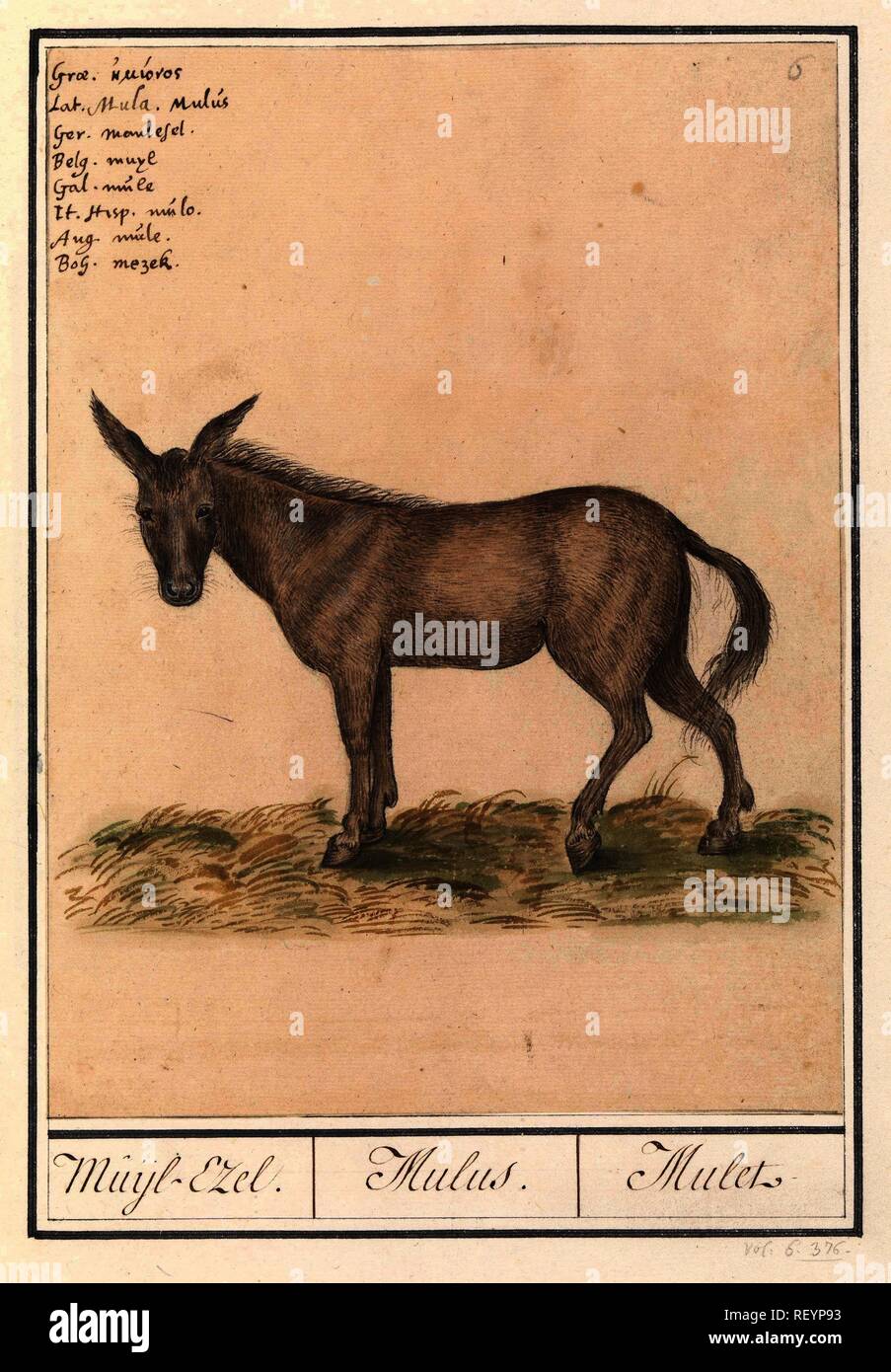 Muijl ezel hi-res stock photography and images - Alamy