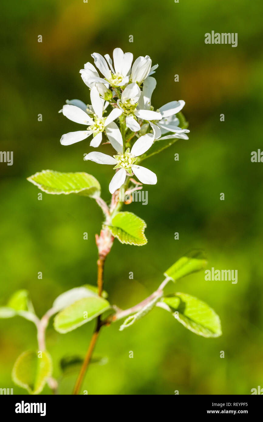 Shadbush (Amelanchier bartramiana) blooming Stock Photo - Alamy