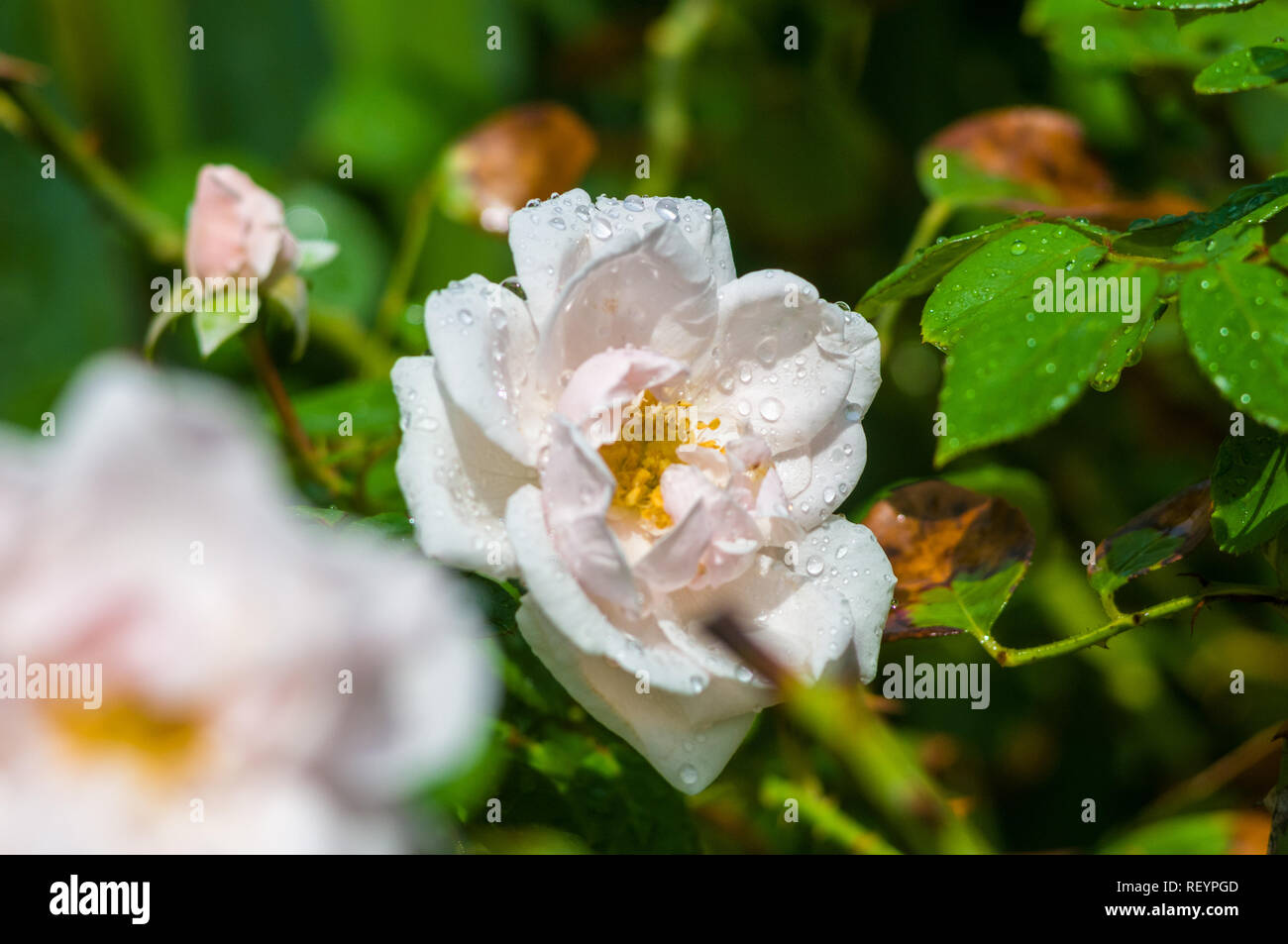 White Rose flower with raindrops on green background. Nature Stock ...