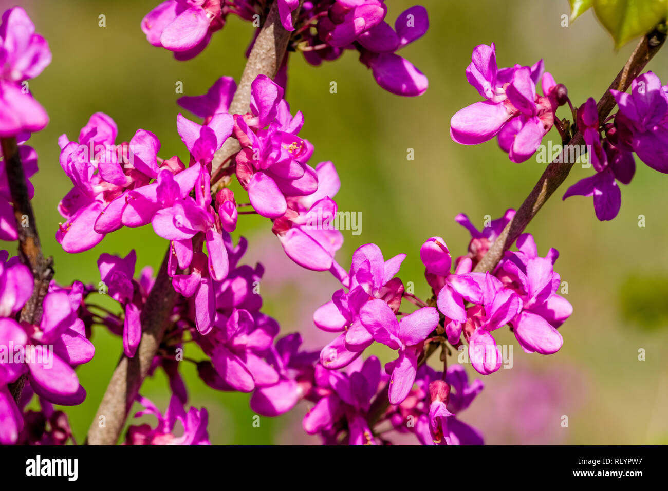 Chinese Redbud (Cercis chinensis) blooming Stock Photo - Alamy
