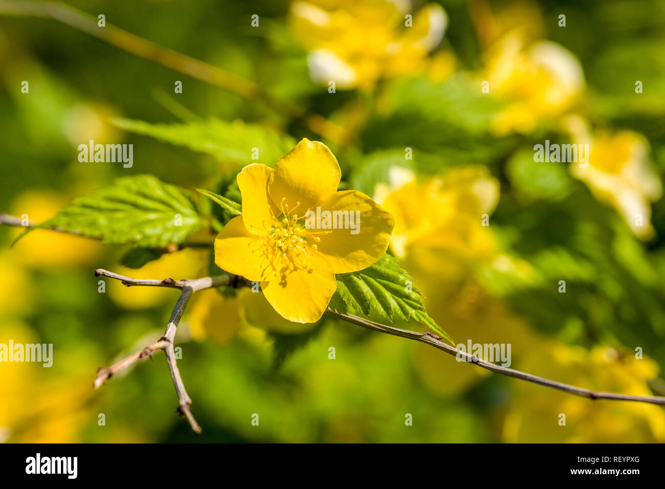Kerrie hi-res stock photography and images - Alamy