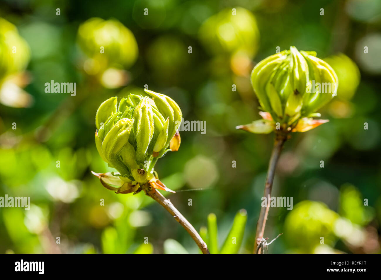 Yellow azalea (Rhododendron luteum) blooming Stock Photo - Alamy