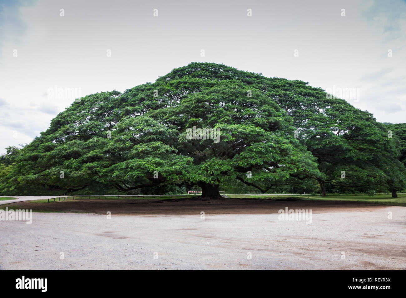 Big tree with branches extending widely and branching branches ...