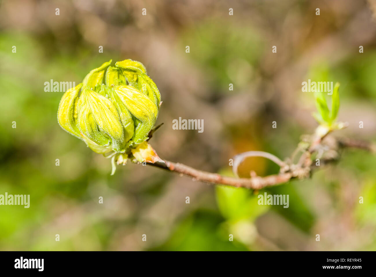 Yellow azalea (Rhododendron luteum) blooming Stock Photo - Alamy