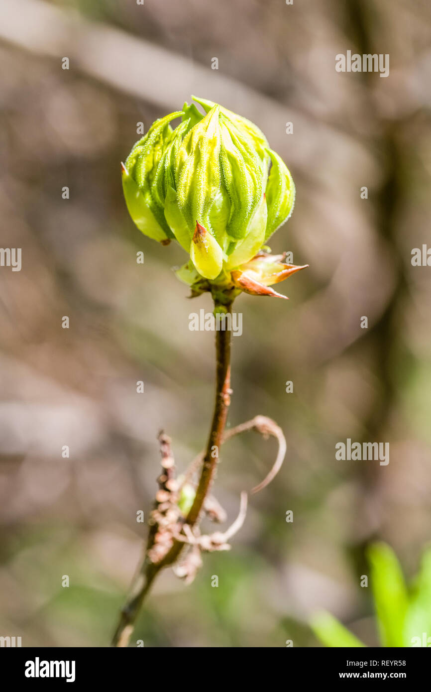 Yellow azalea (Rhododendron luteum) blooming Stock Photo - Alamy