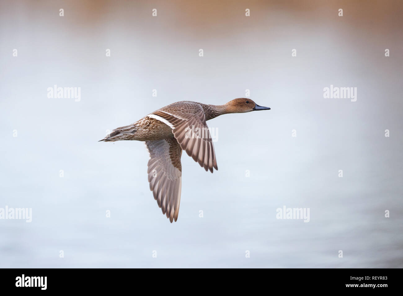 female northern pintail at Vancouver BC Canada Stock Photo - Alamy