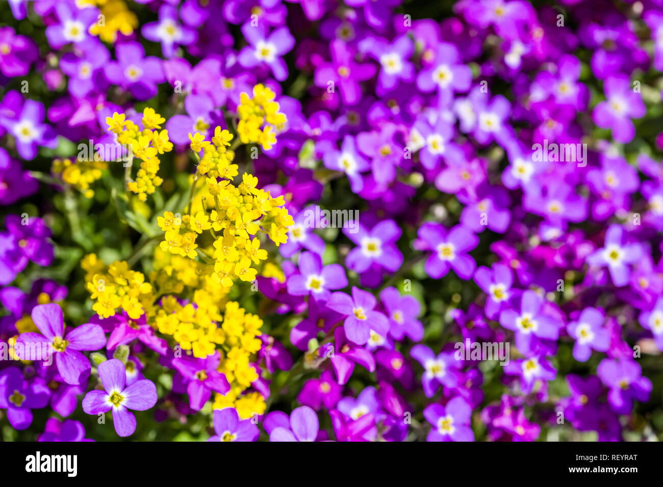 Purple and yellow spring flowers blooming Stock Photo - Alamy