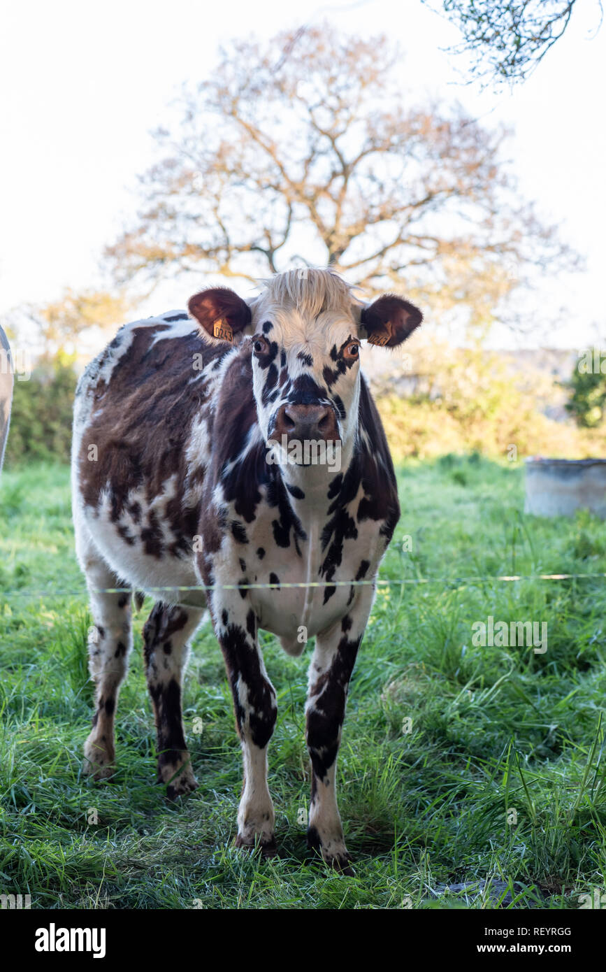 Norman cow hi-res stock photography and images - Alamy