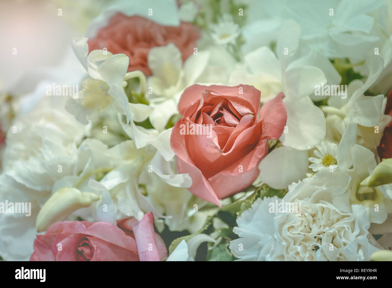 Pink roses background in the wedding. Retro filter Stock Photo - Alamy