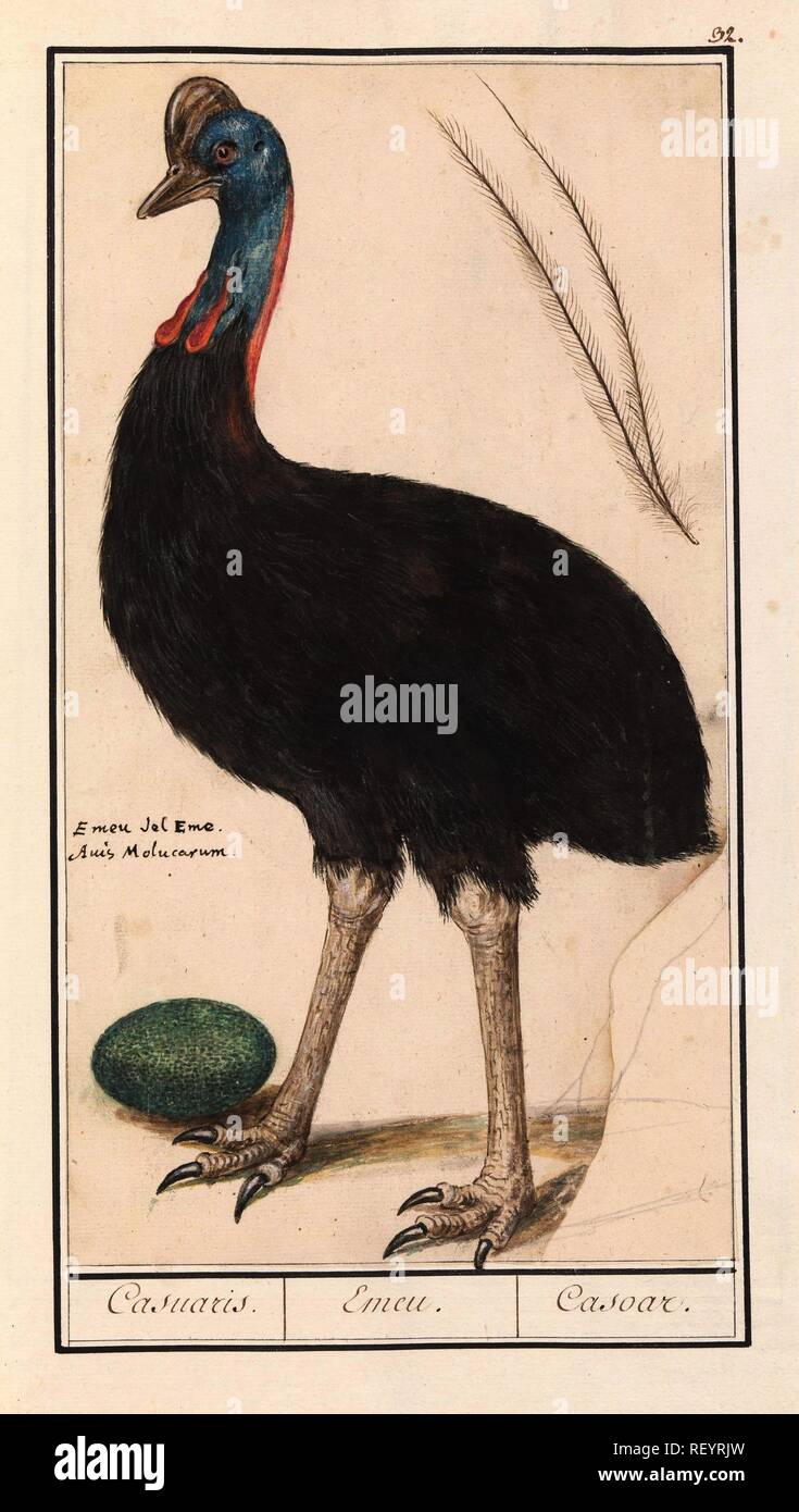 Helmkasuaris (Casuarius casuarius). Casuaris. / Emeu. / Casoar. (title ...