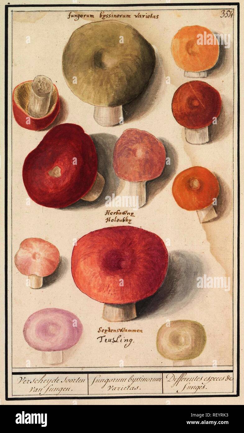 Differentes especes de funges hi-res stock photography and images - Alamy