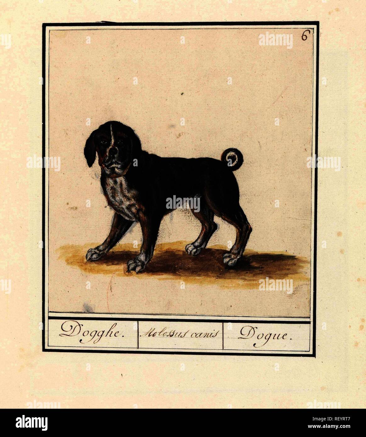 Molossus canis hi-res stock photography and images - Alamy