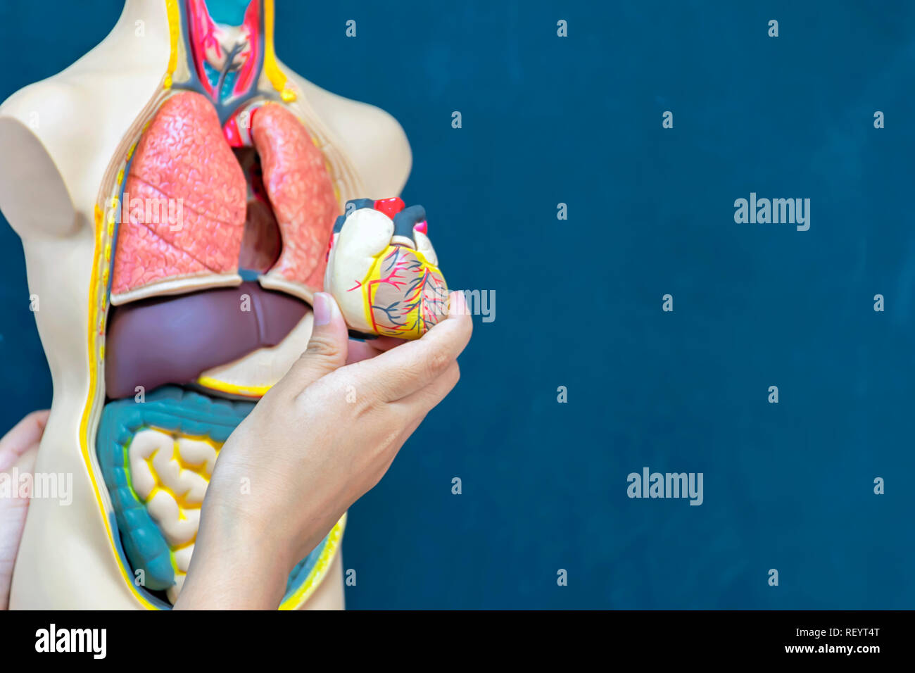 Medical School Body Stock Photos & Medical School Body Stock Images - Alamy